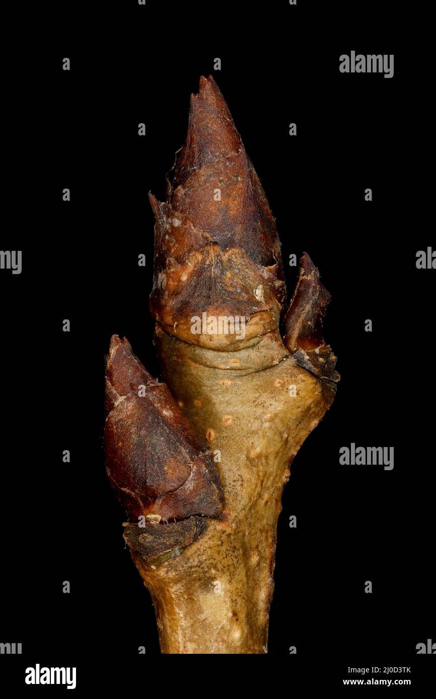 Terminal shoot hi-res stock photography and images - Alamy