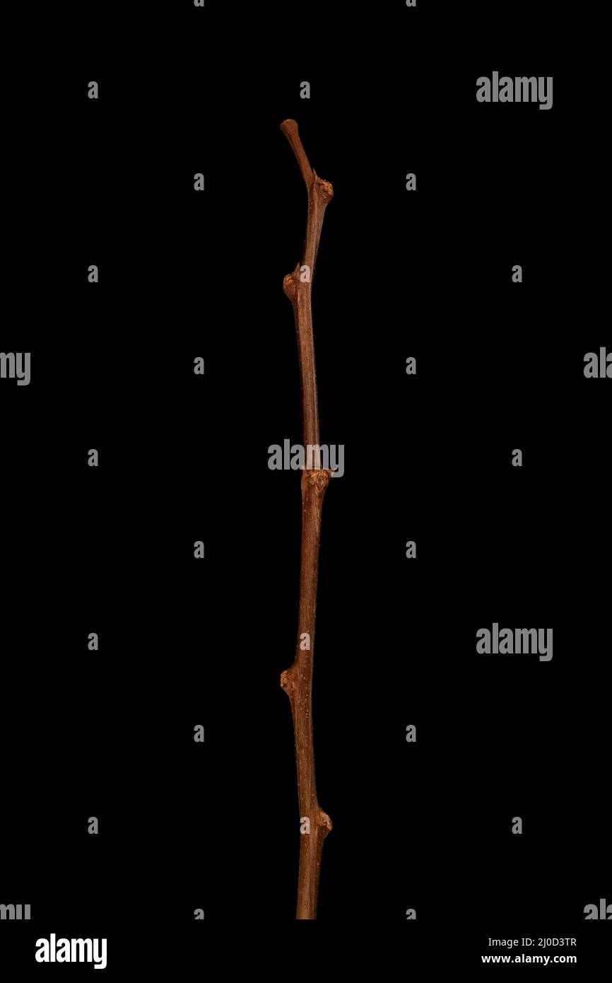 Axillary bud hi-res stock photography and images - Alamy