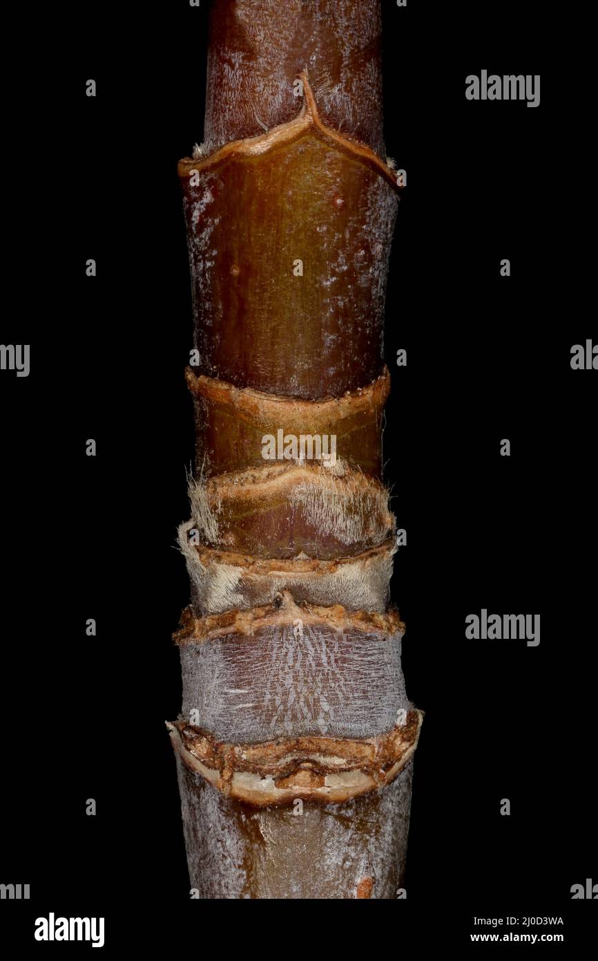 Leaf scars hi-res stock photography and images - Alamy