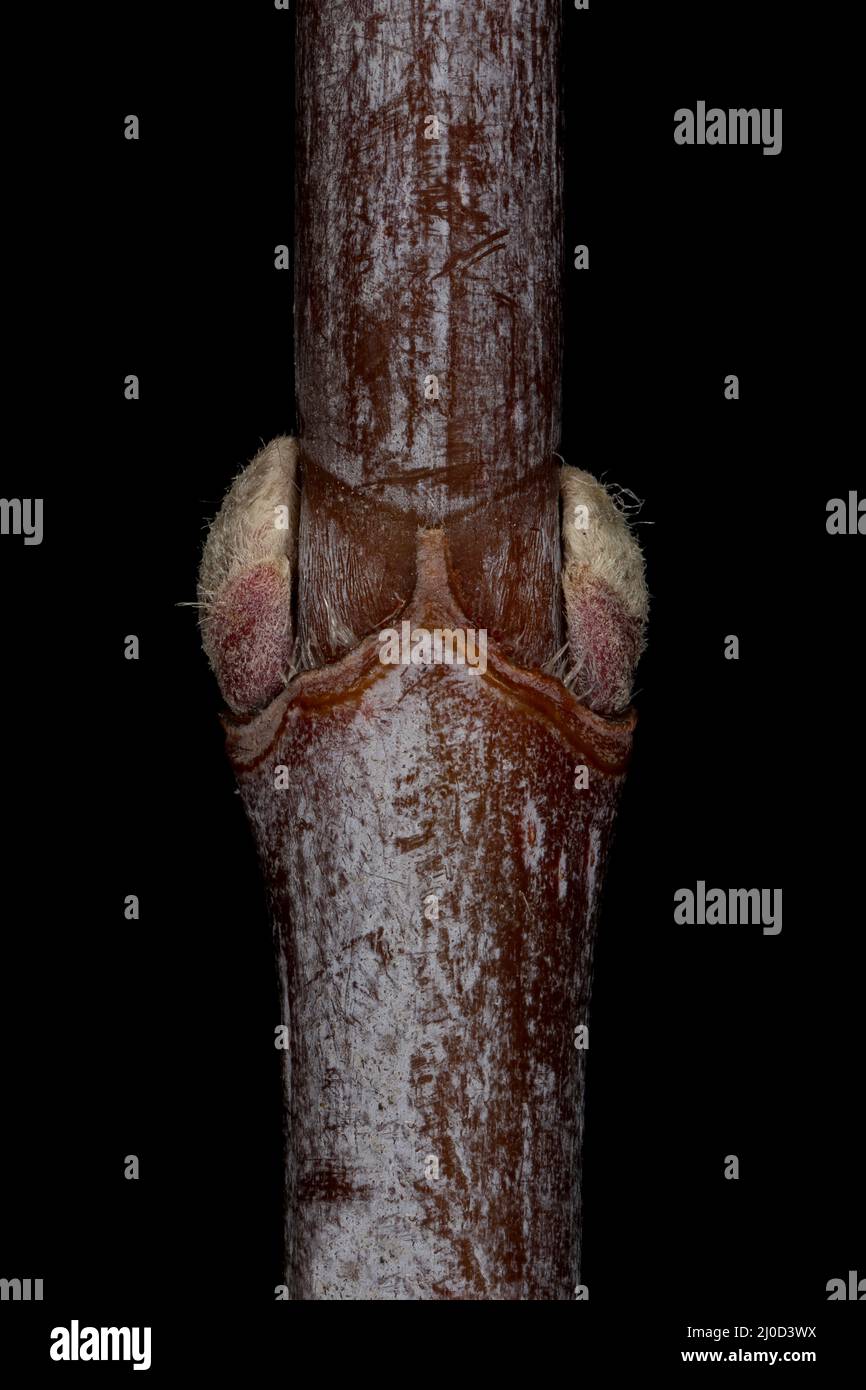 Ash-Leaf Maple (Acer negundo). Lateral Buds Closeup Stock Photo - Alamy