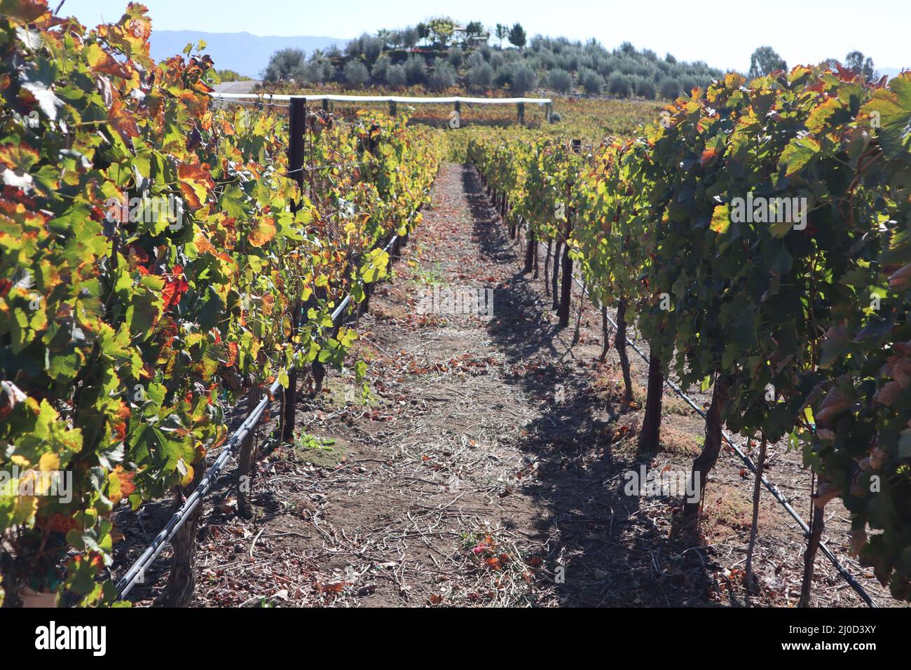 View of a vineyard row at a winery in Temecula, California Stock Photo ...