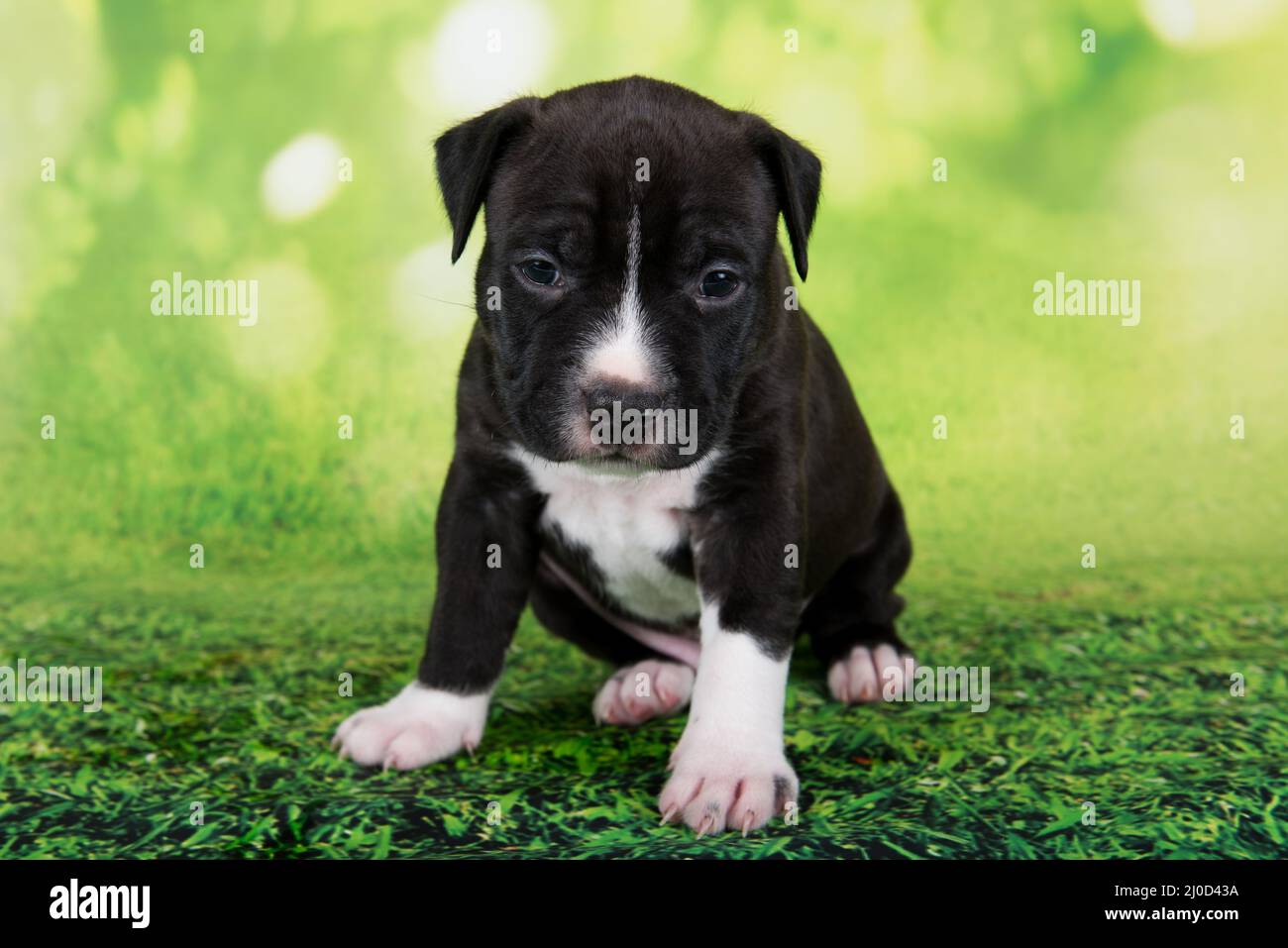 Black and white American Staffordshire Terrier dog or AmStaff puppy on ...