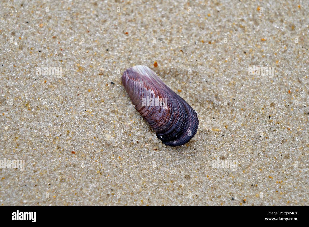Seashell on the beach, Barra da Tijuca, Rio Stock Photo - Alamy