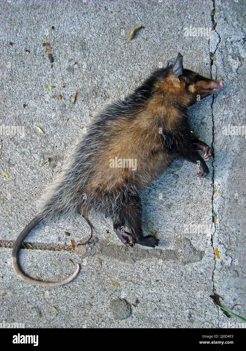 Dead opossum on concrete sidewalk Stock Photo - Alamy