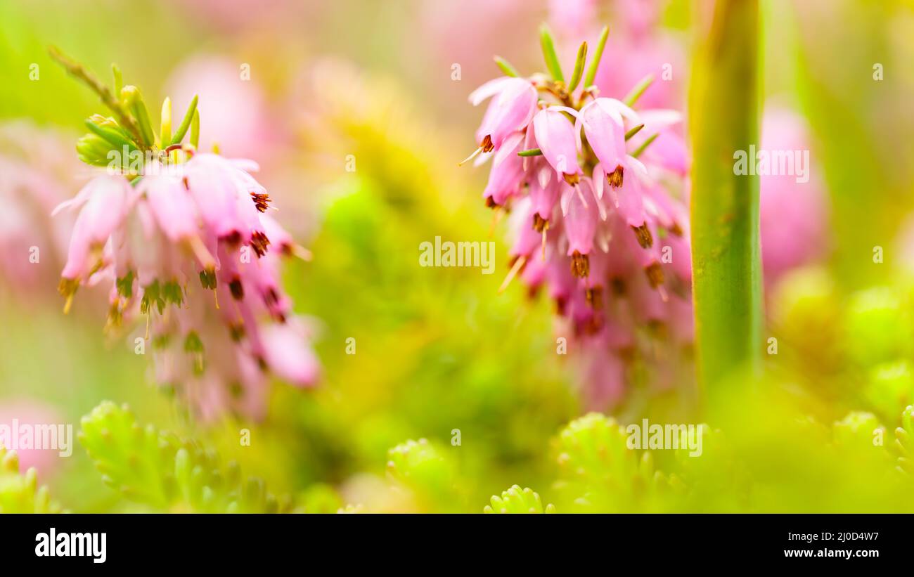 Pink erica carnea on a blurred background. Blooming Erica carnea in the ...