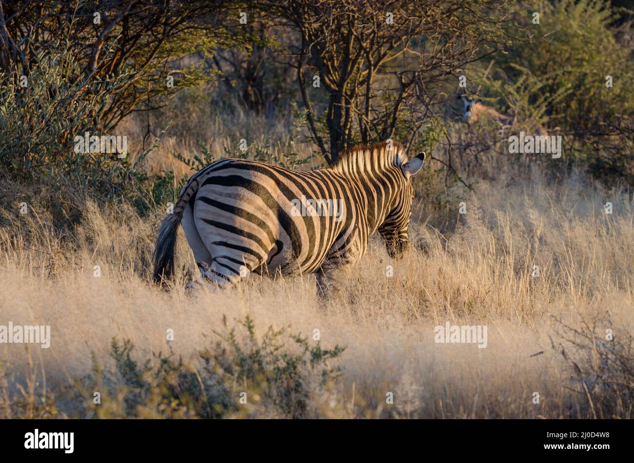 Big zebra walking in the grass in a dry safari with trees Stock Photo ...