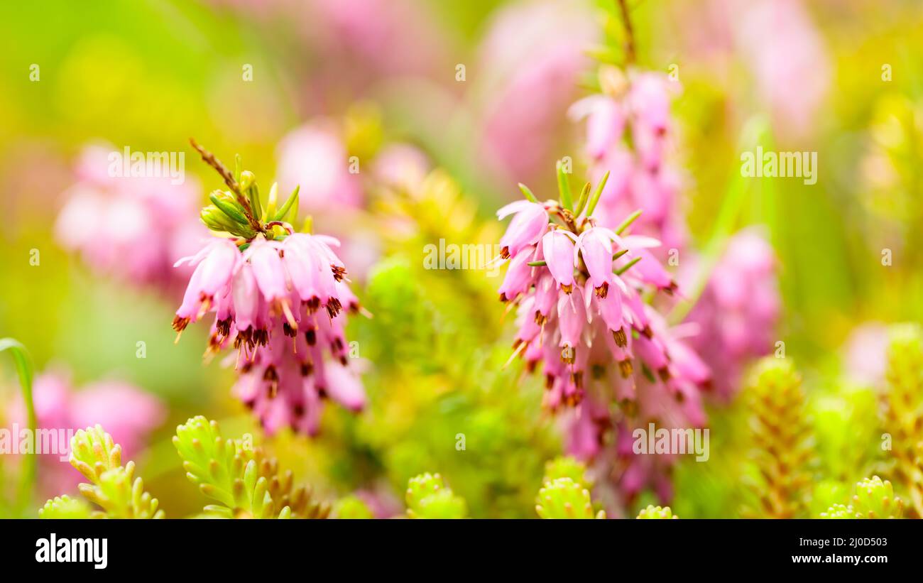 Pink erica carnea on a blurred background. Blooming Erica carnea in the ...