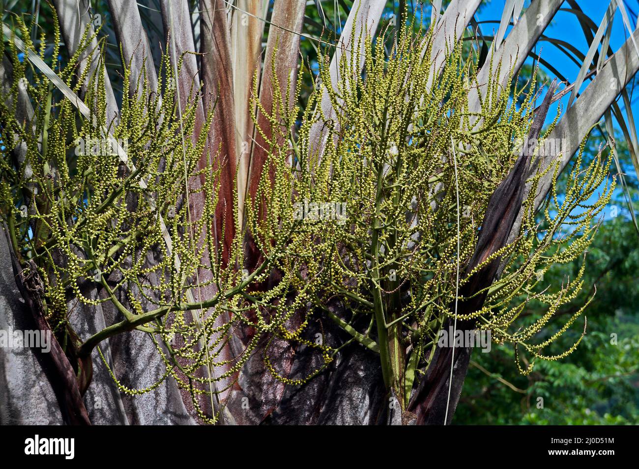 Triangle palm buds and flowers (Dypsis decaryi Stock Photo - Alamy