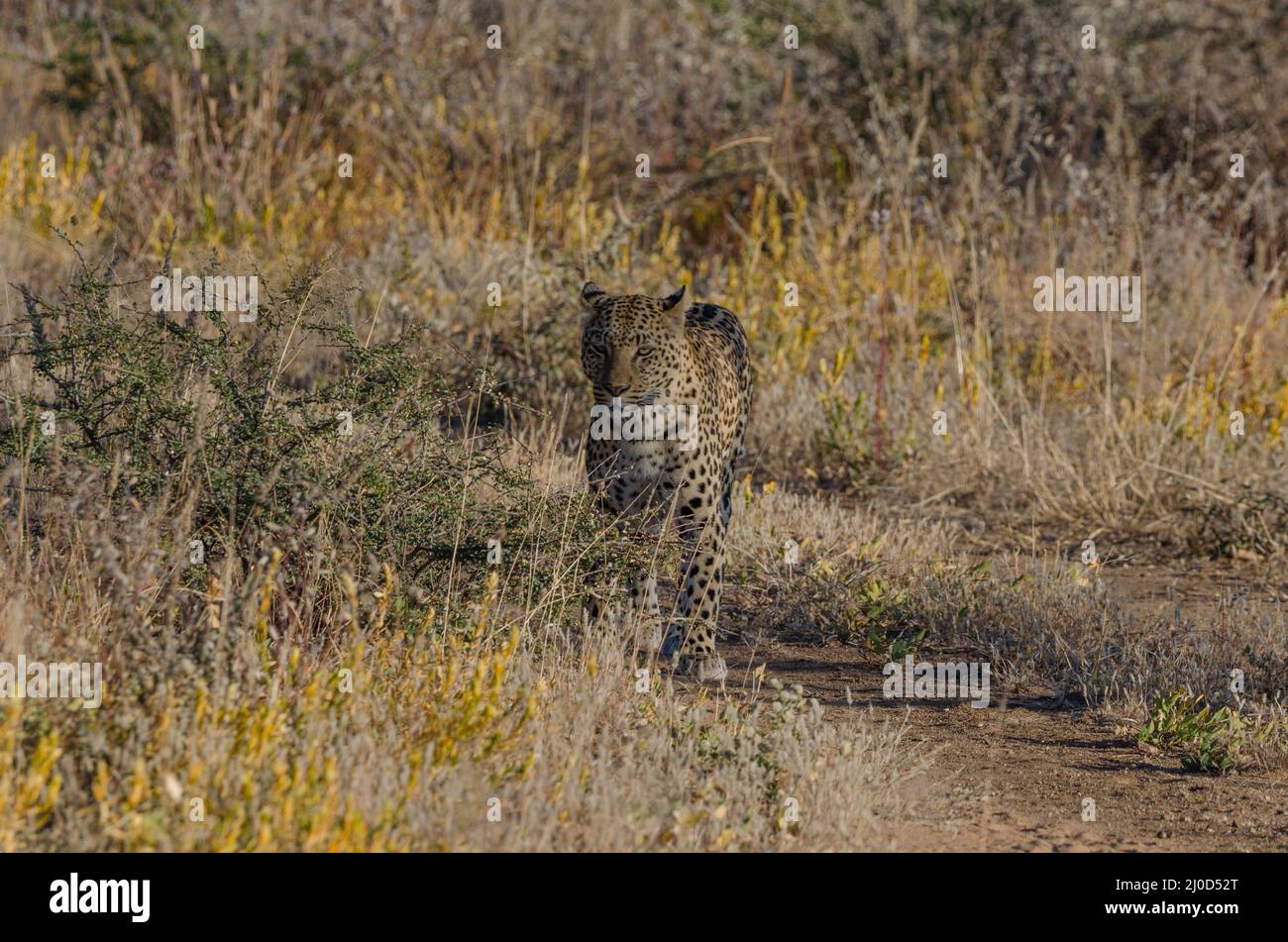 Big hepard walking angrily in a dry desert safari and looking at camera ...