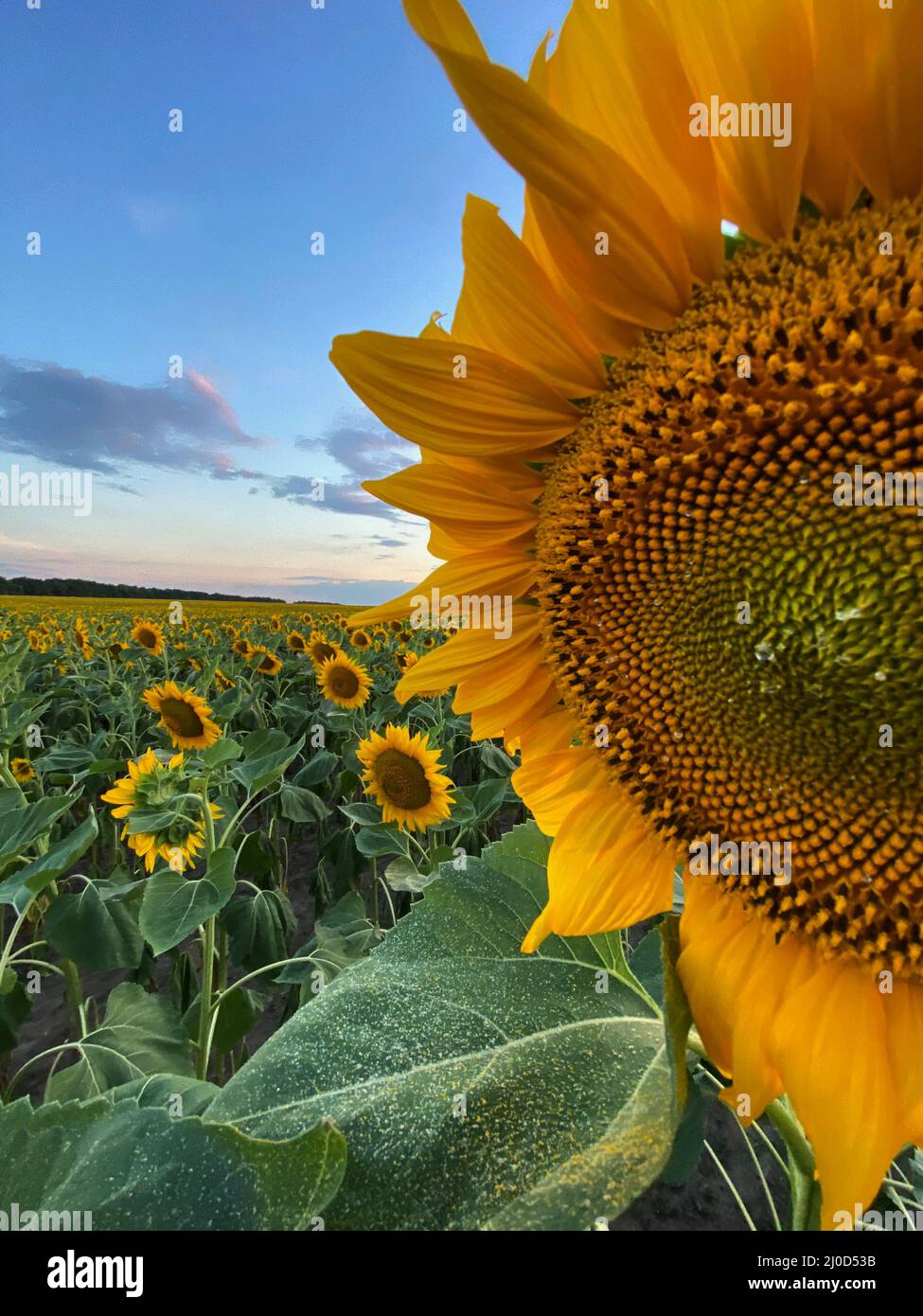 Lonely sunflower in field hi-res stock photography and images - Alamy