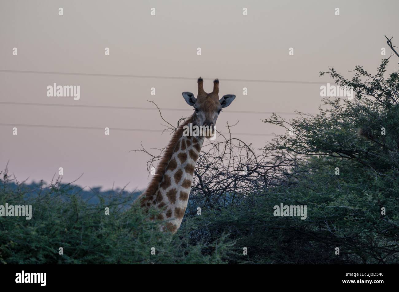 Head and long neck of a giraffe looking at the camera through the trees ...