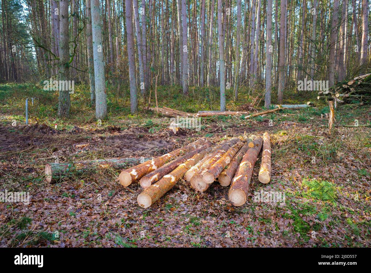 freshly cut trees lie next to a road leading through a forest Stock ...