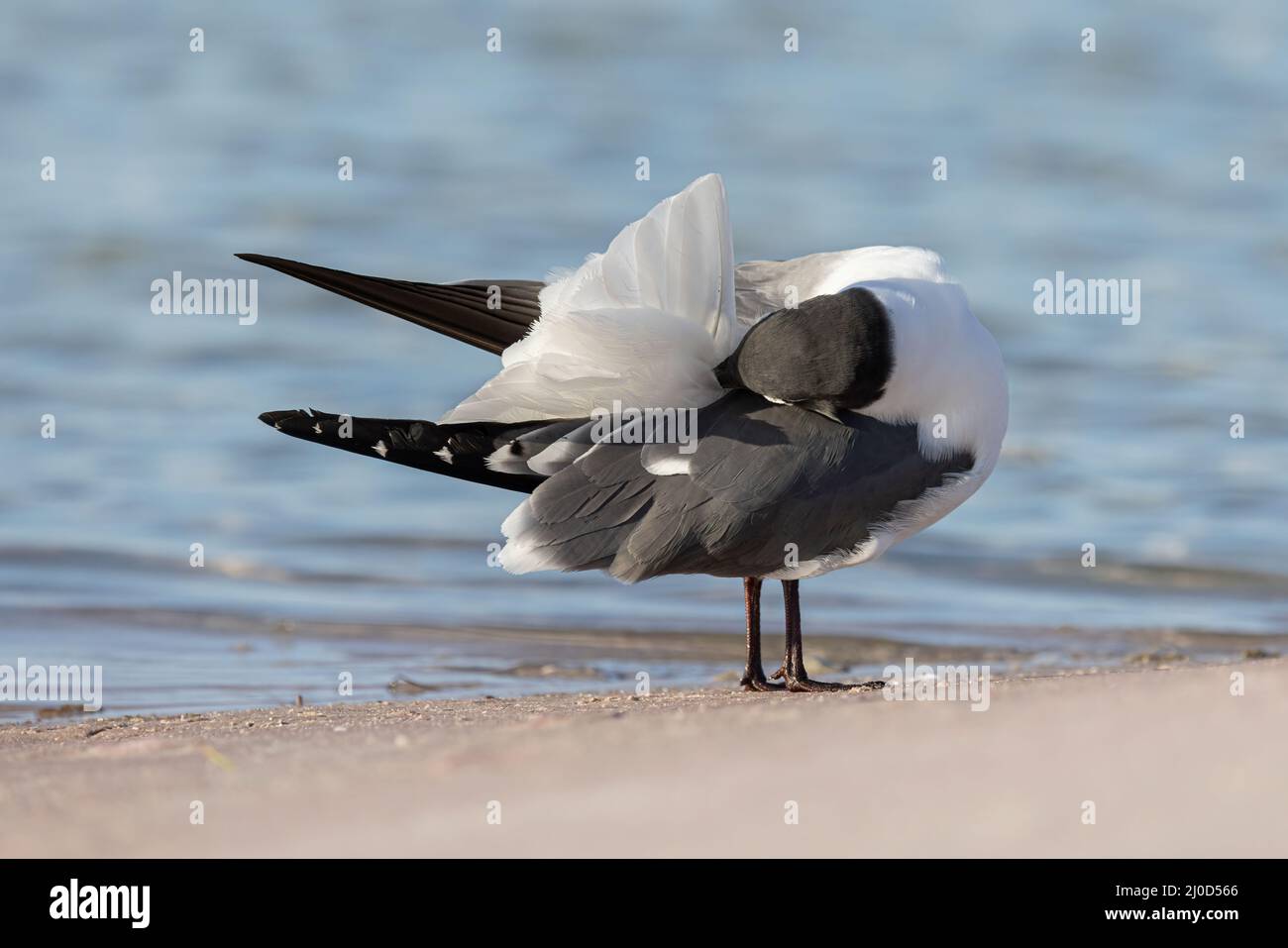 Gull colonies hi-res stock photography and images - Alamy