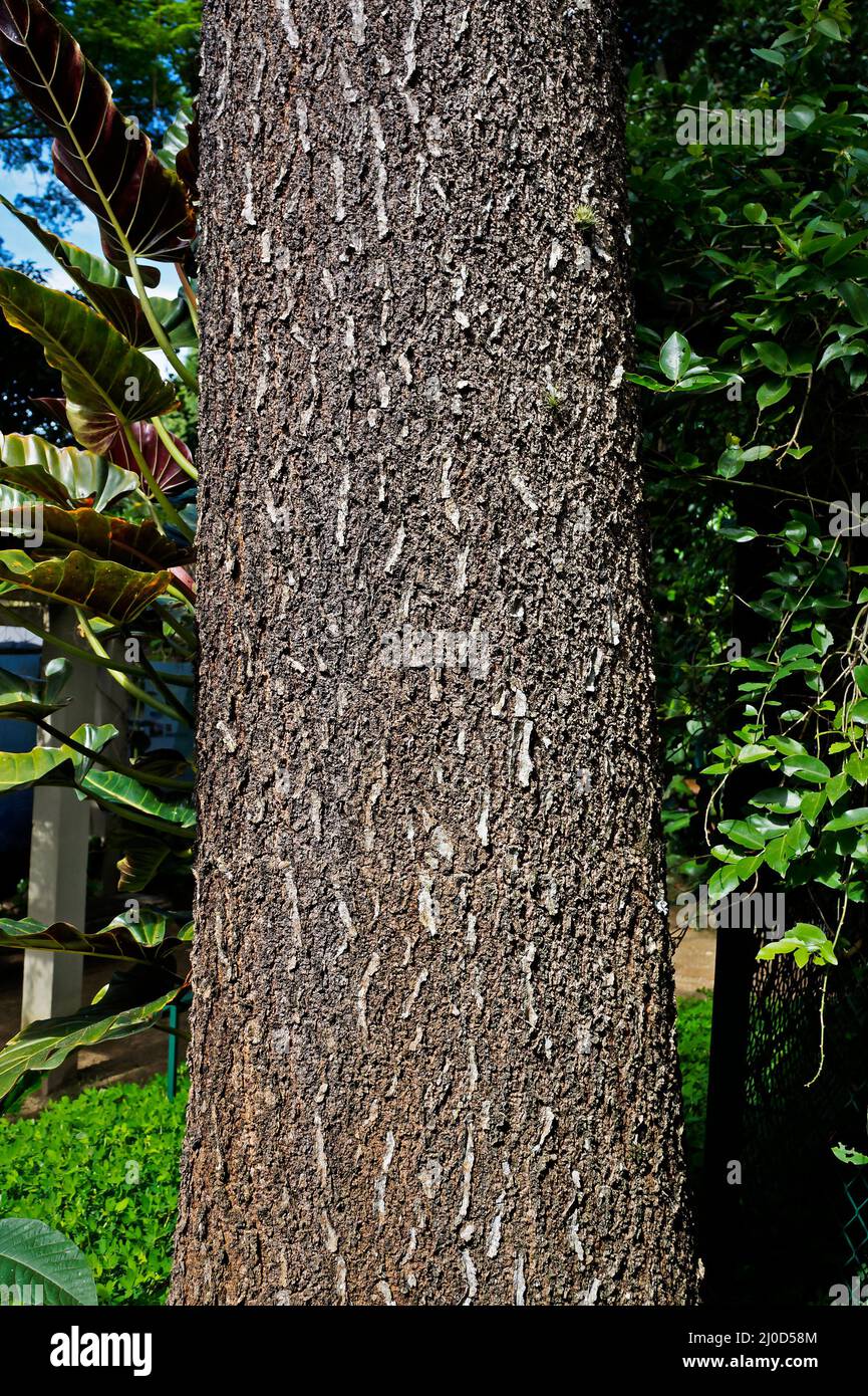 Yellow mombin or hog plum (Spondias mombin) tree trunk Stock Photo - Alamy