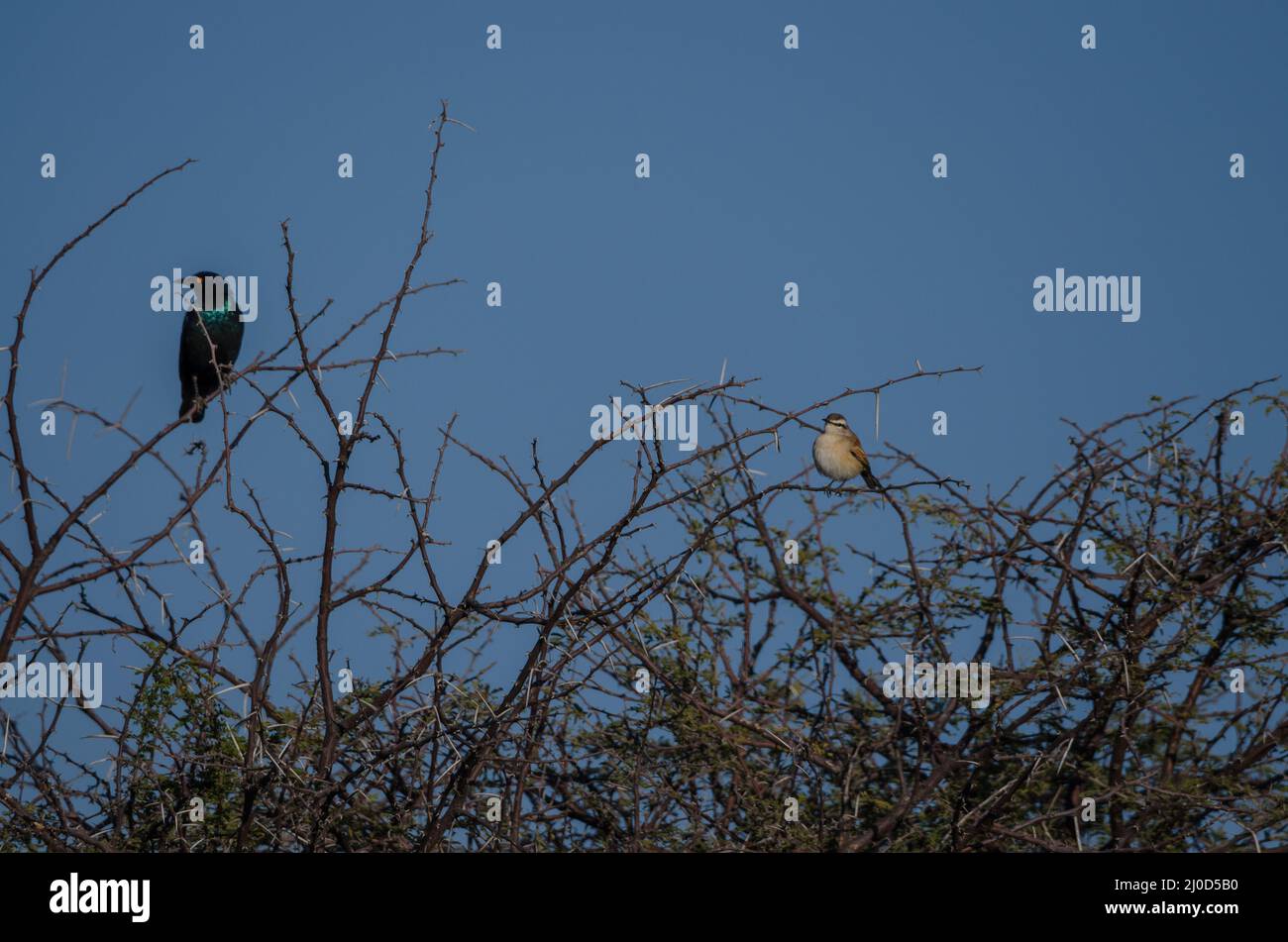 Black and brown brid sitting on a tree in a safari Stock Photo - Alamy