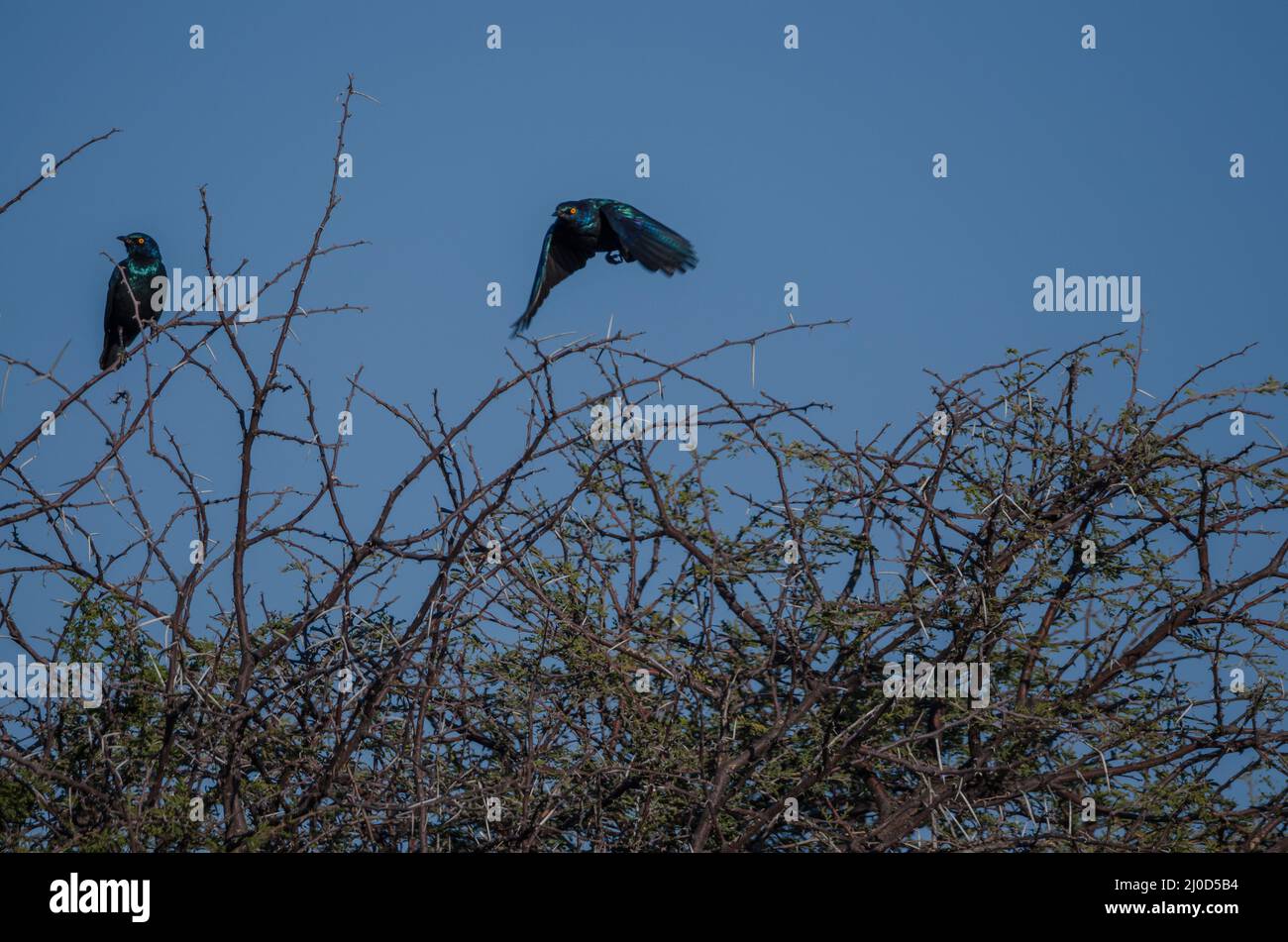 Another bird sitting hi-res stock photography and images - Alamy