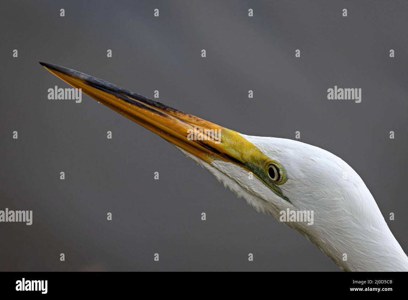 Neck retracted hi-res stock photography and images - Alamy