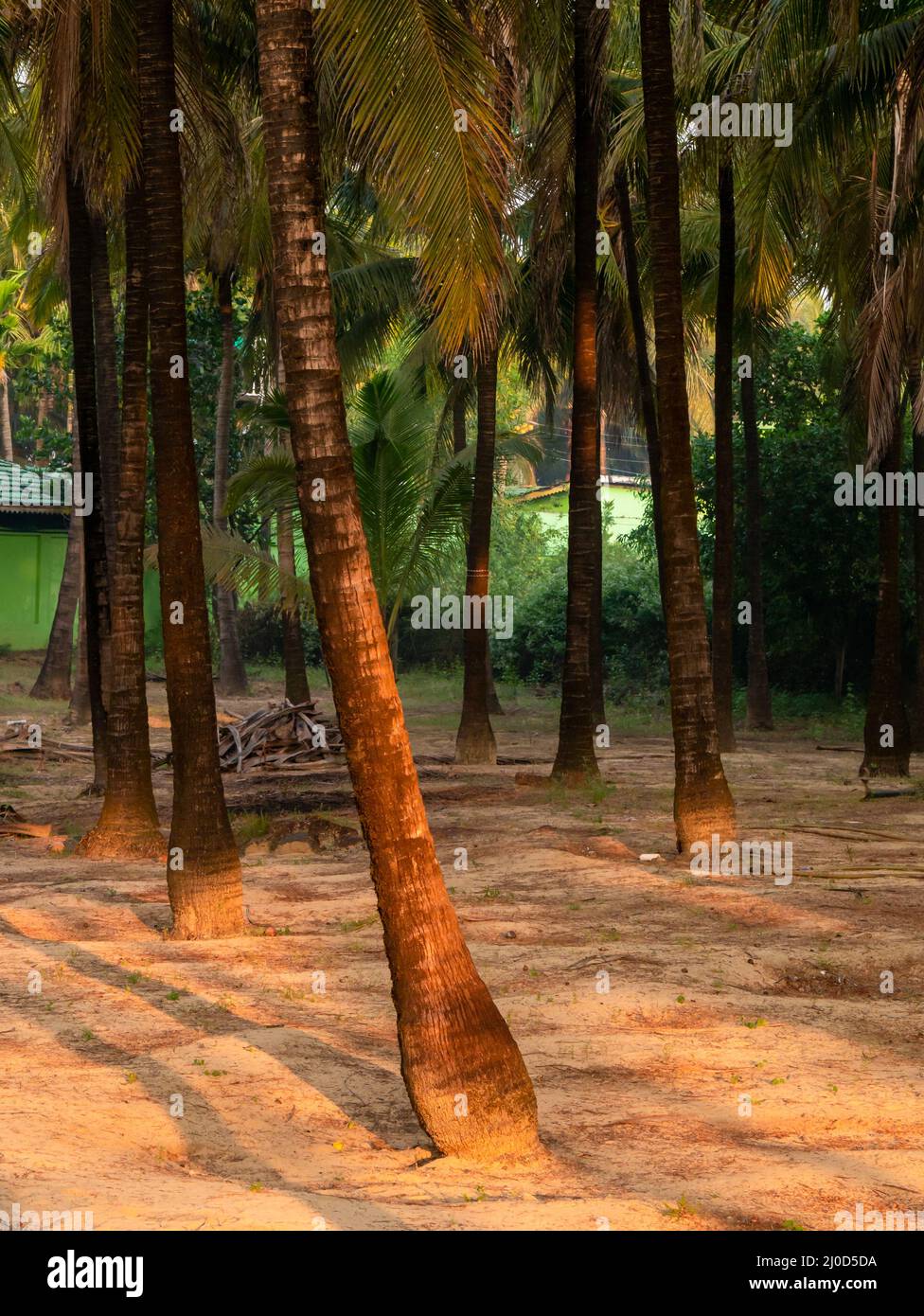 coconut trees with Beach sand. Sunlight on the stem of a coconut tree ...