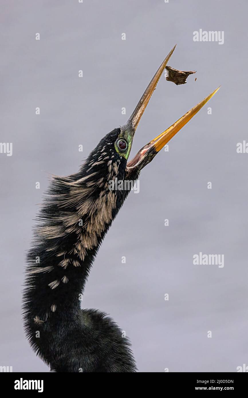 Spread head snake hi-res stock photography and images - Alamy