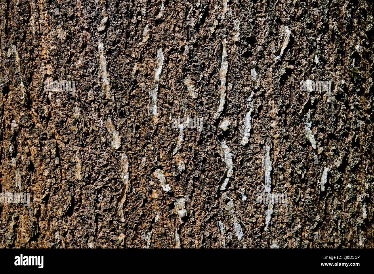 Hog plum tree hi-res stock photography and images - Alamy