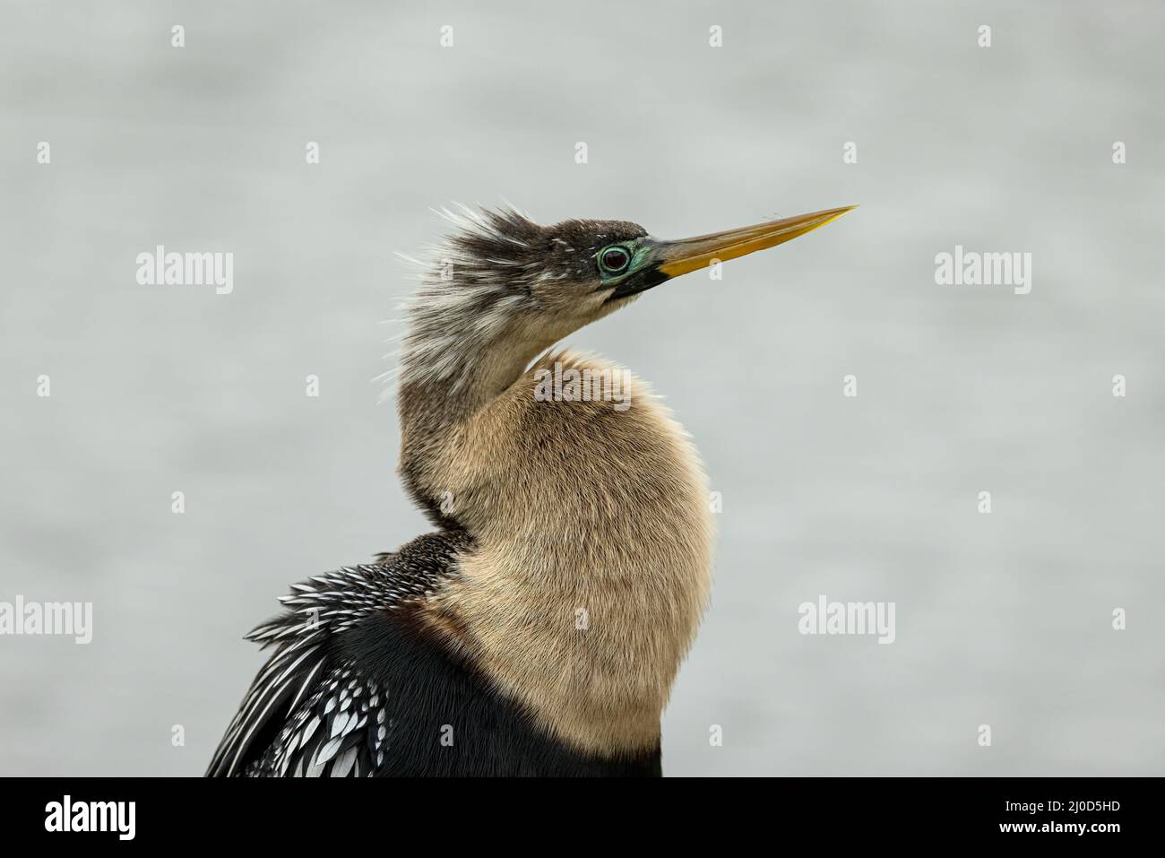 Spread head snake hi-res stock photography and images - Alamy