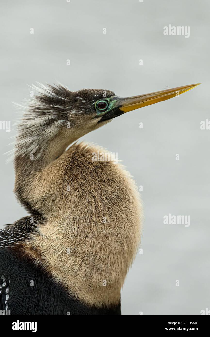 Black anhinga hi-res stock photography and images - Alamy