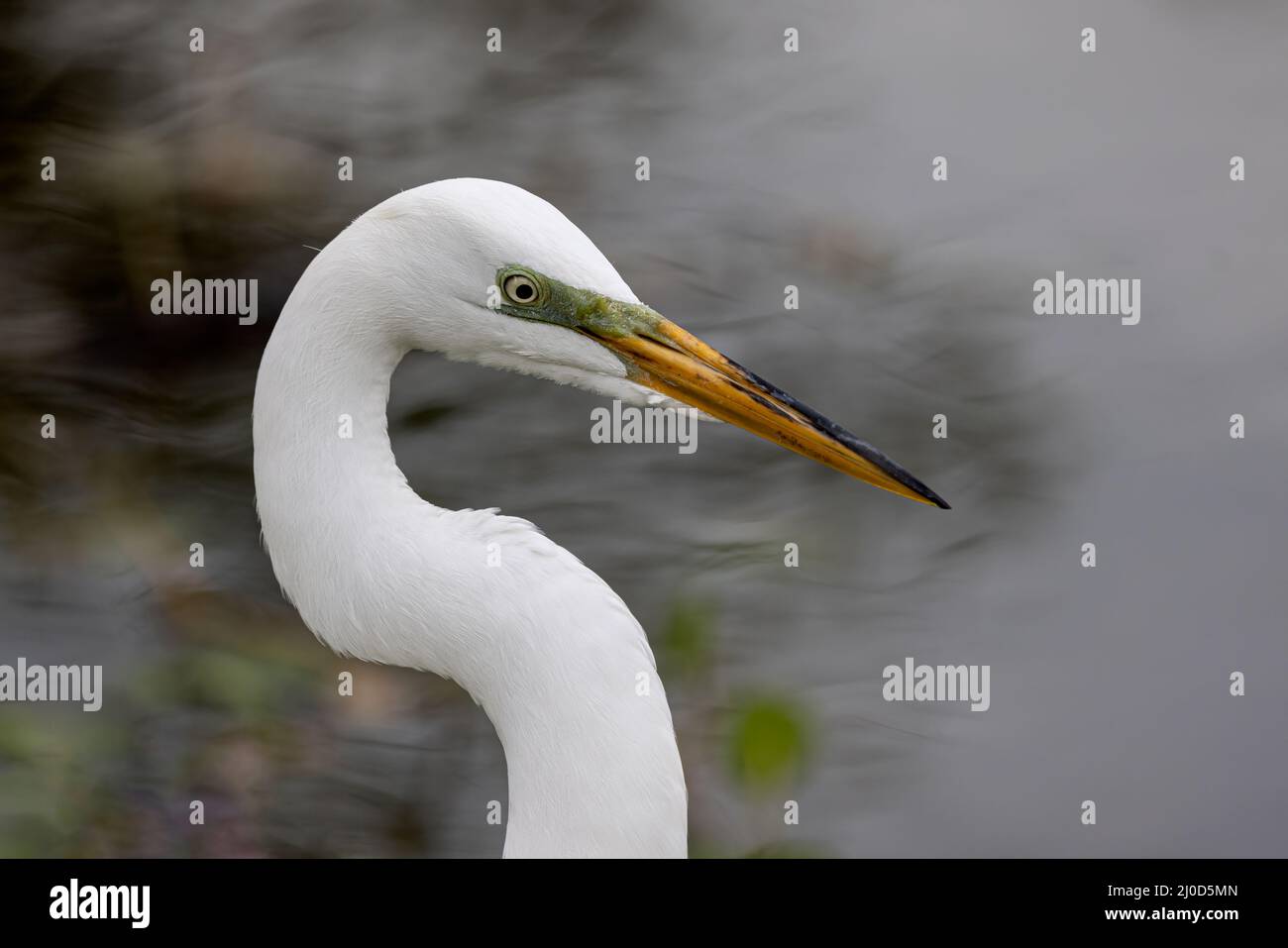 Real great society hi-res stock photography and images - Alamy