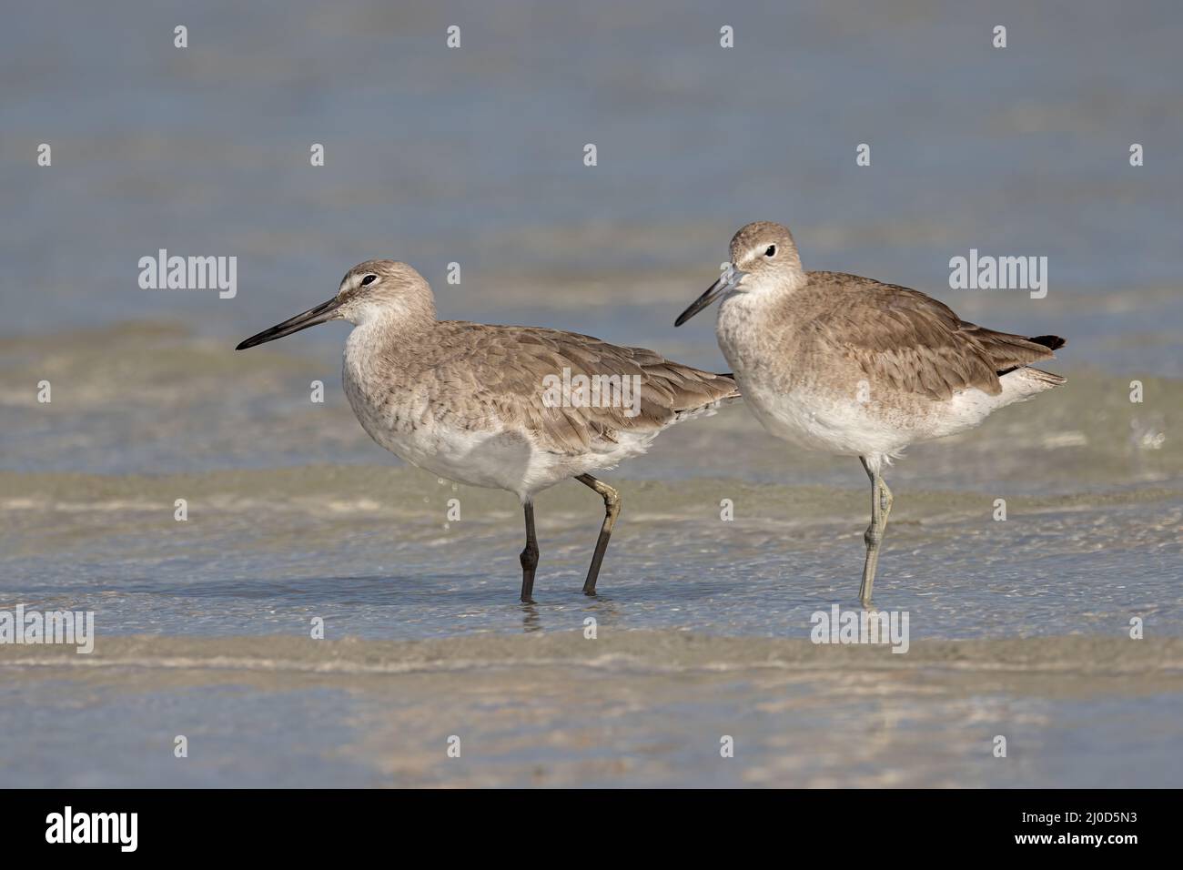 Pill willet hi-res stock photography and images - Alamy