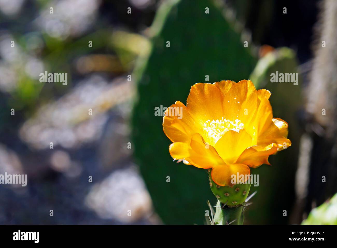 Yellow flowers on cactus hi-res stock photography and images - Alamy