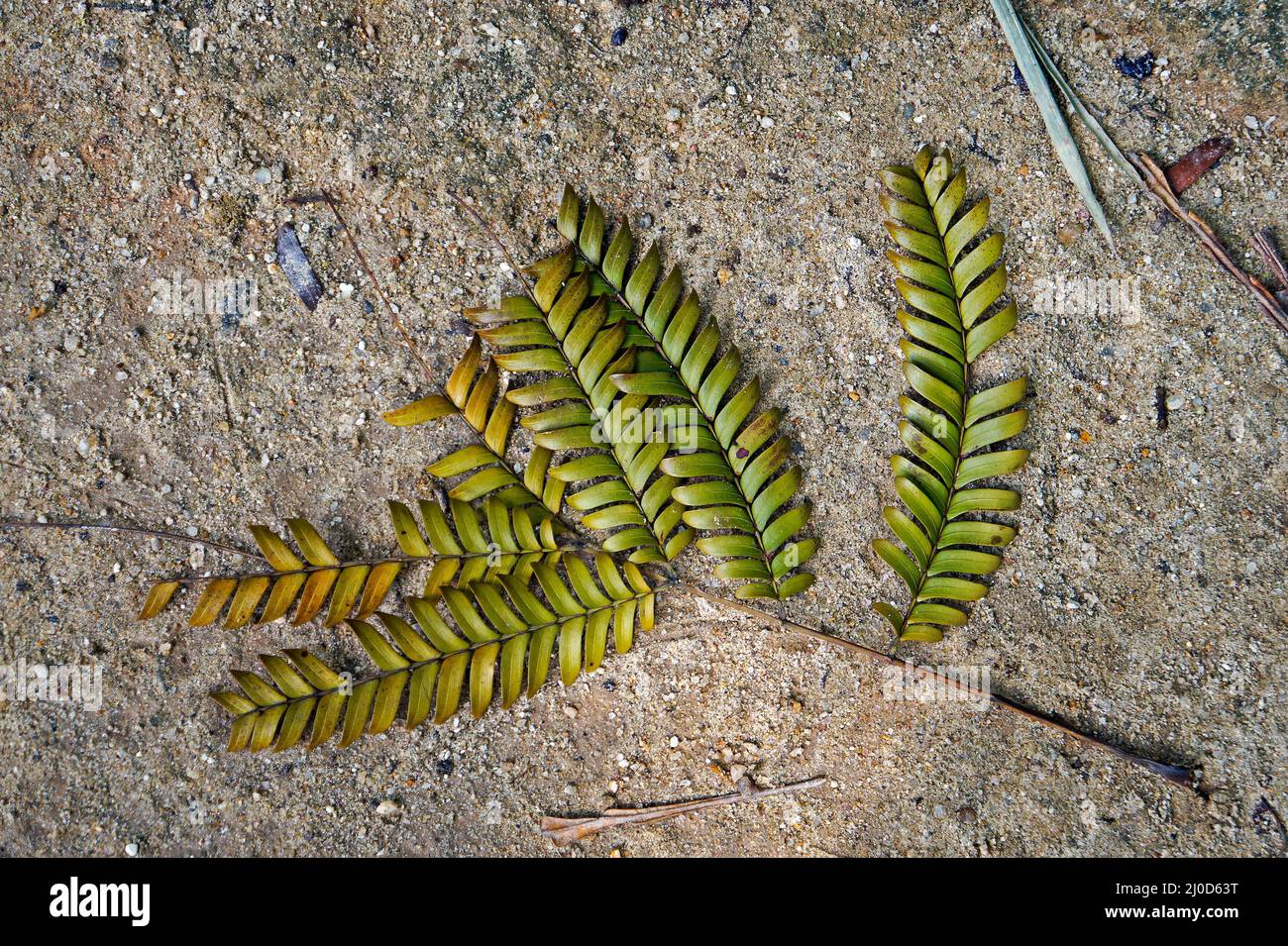 Deciduous fallen leaves hi-res stock photography and images - Alamy