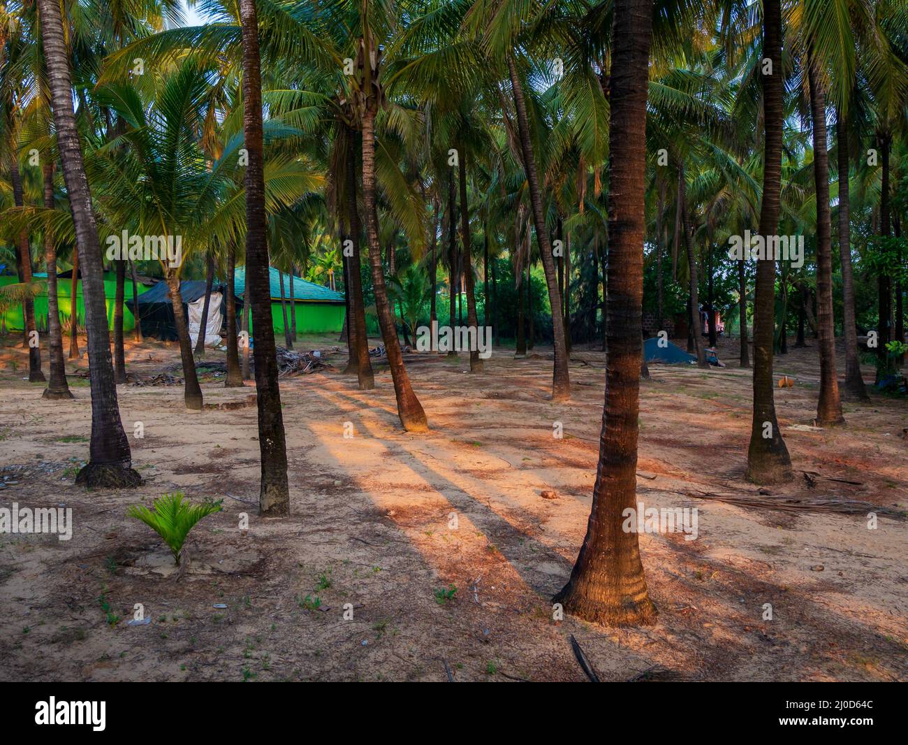 coconut trees with Beach sand. Sunlight on the stem of a coconut tree ...