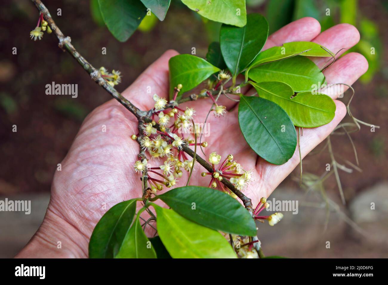 Garcinia hi-res stock photography and images - Alamy