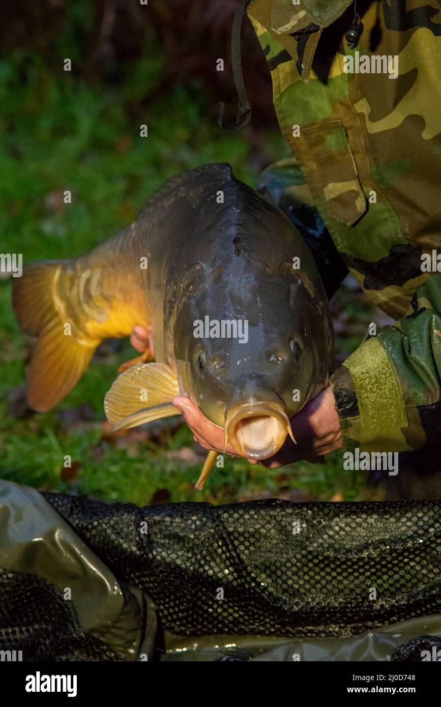Linear Mirror Carp (Cyprinus carpio) being held by camouflagued ...