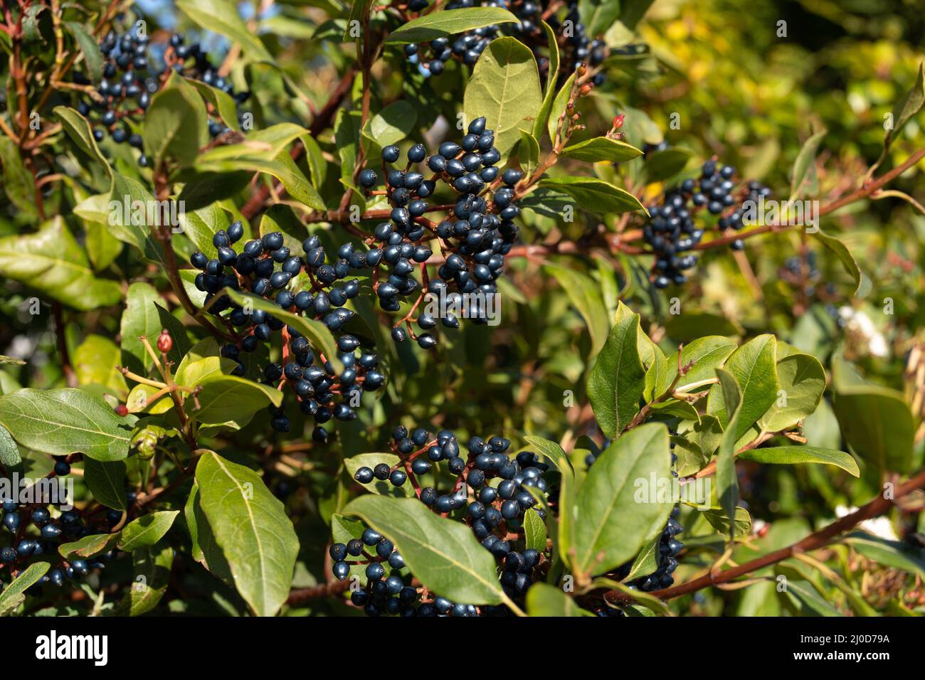 Laurestine (Viburnum tinus), a flowering plant native to the ...