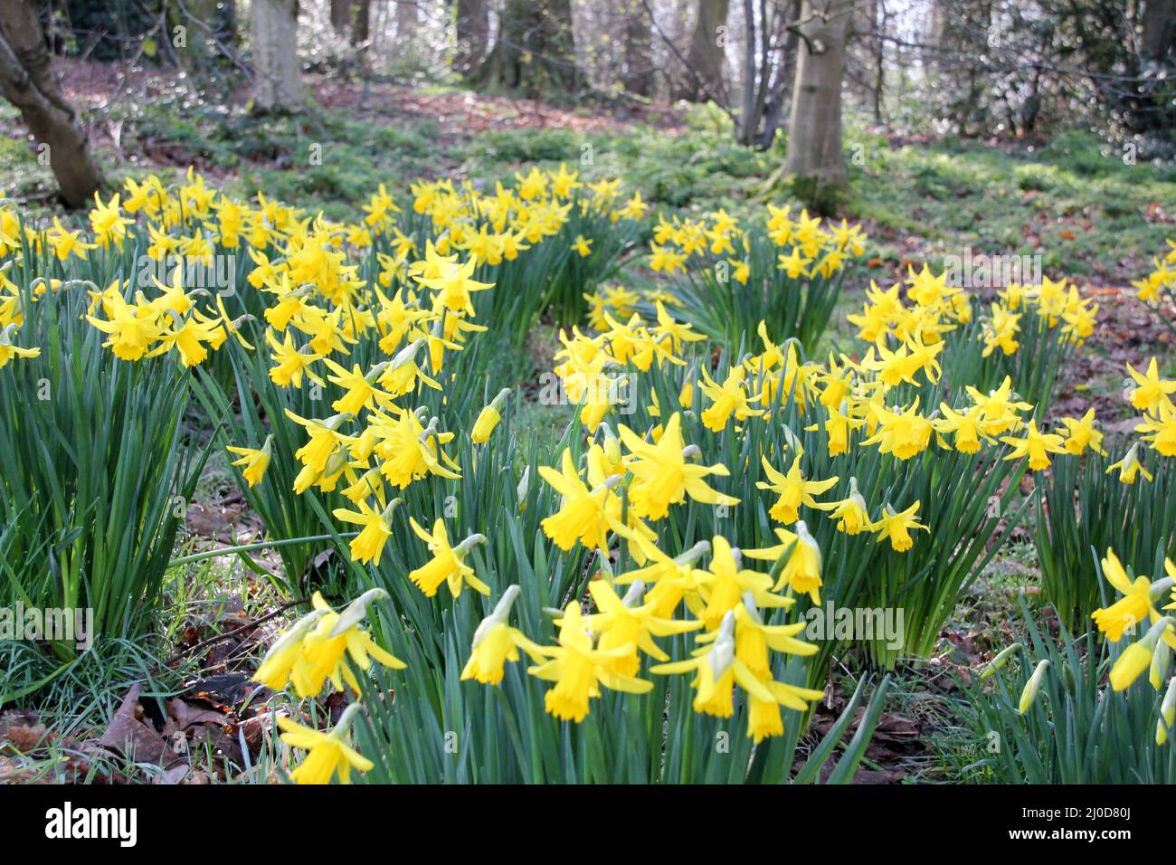 Meersbrook Park, Sheffield, South Yorkshire. 18th Mar 2022. UK Weather ...