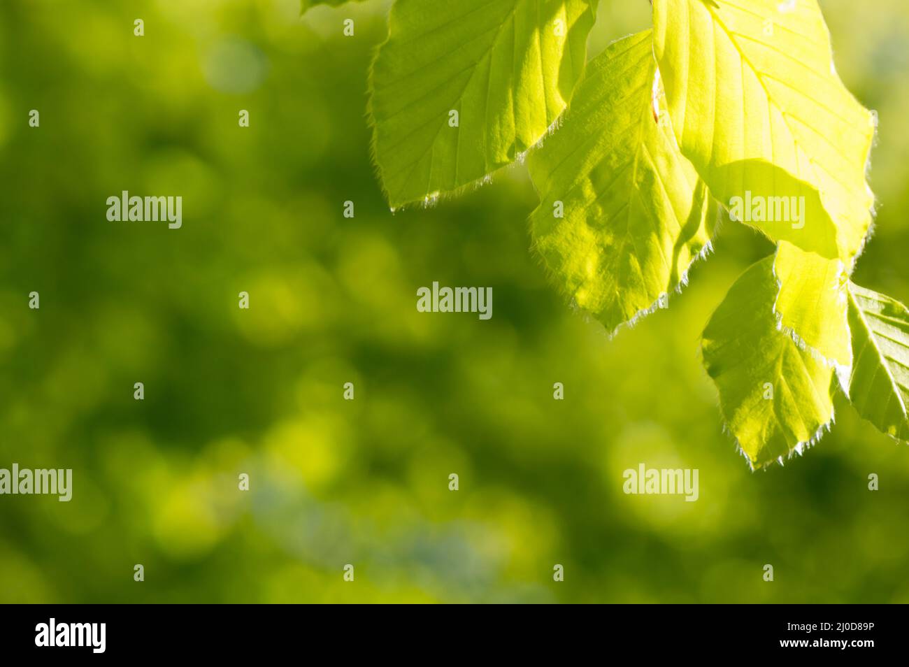Young beech leaves, Fagus sylvatica, in spring, green background Stock ...