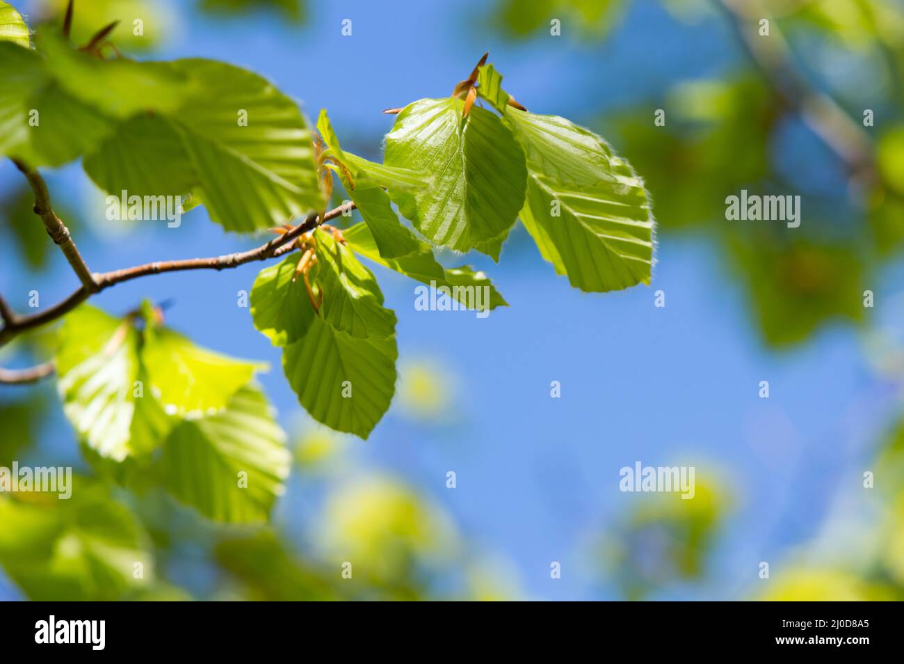 Young beech leaves, Fagus sylvatica, in spring Stock Photo - Alamy