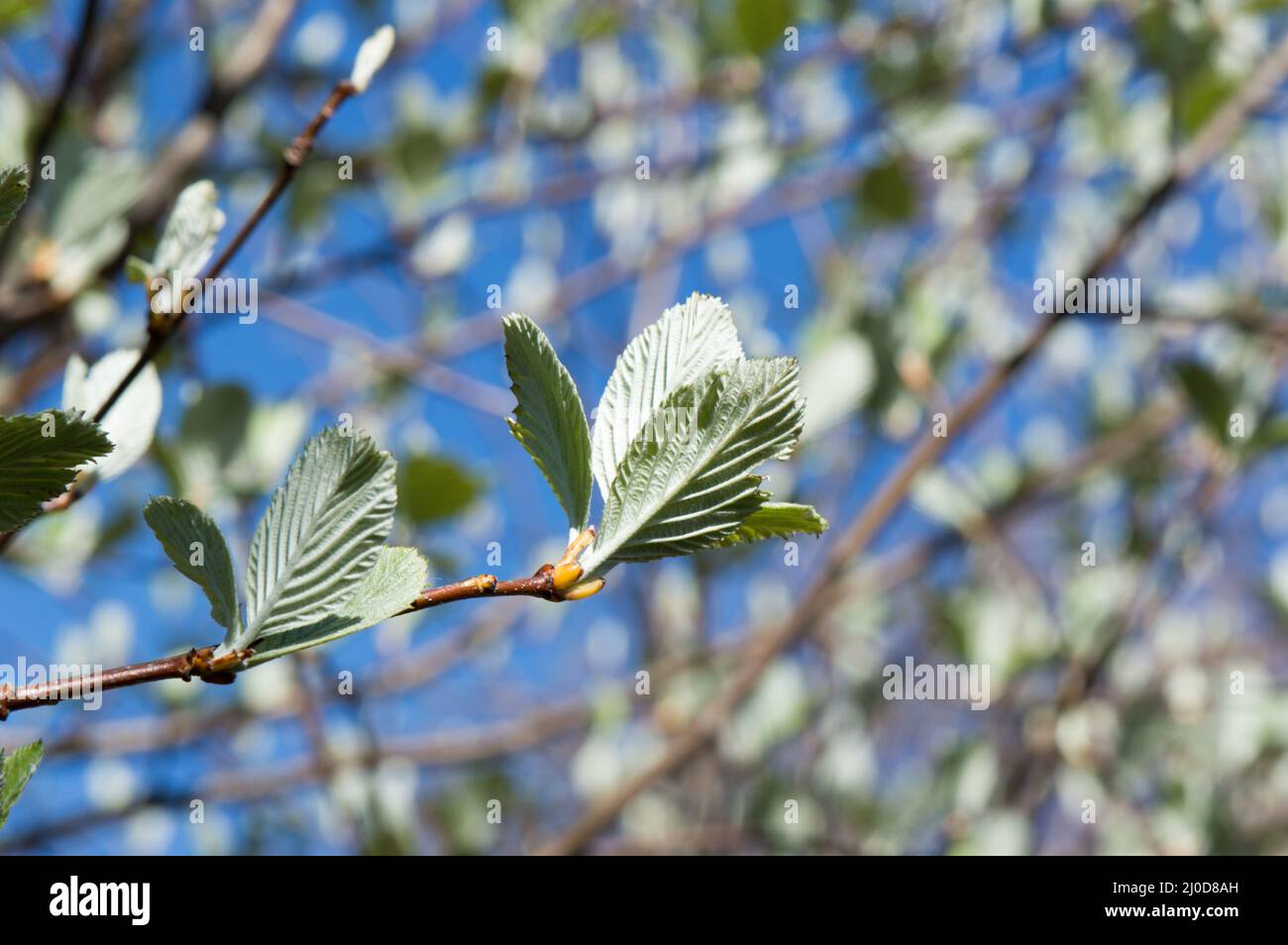 Tree branch with buds in spring, Sorbus aria or whitebeam Stock Photo ...