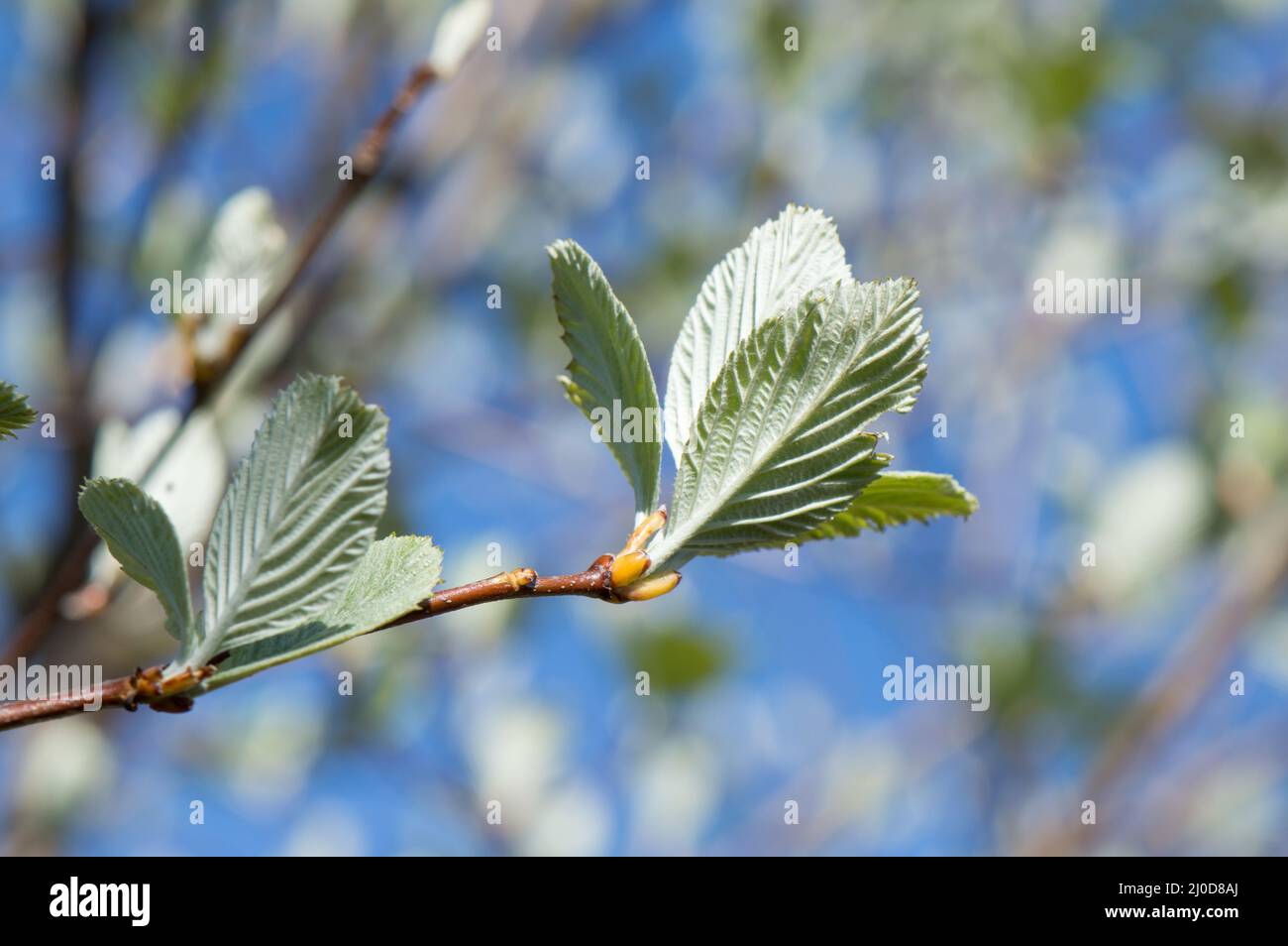 Whitebeam tree leaves sorbus aria hi-res stock photography and images ...