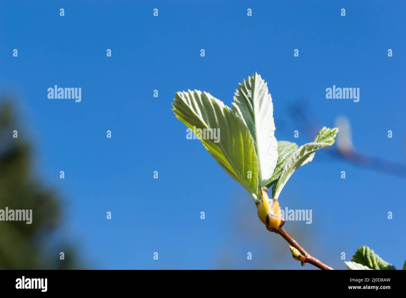 Tree branch with buds in spring, Sorbus aria or whitebeam Stock Photo ...