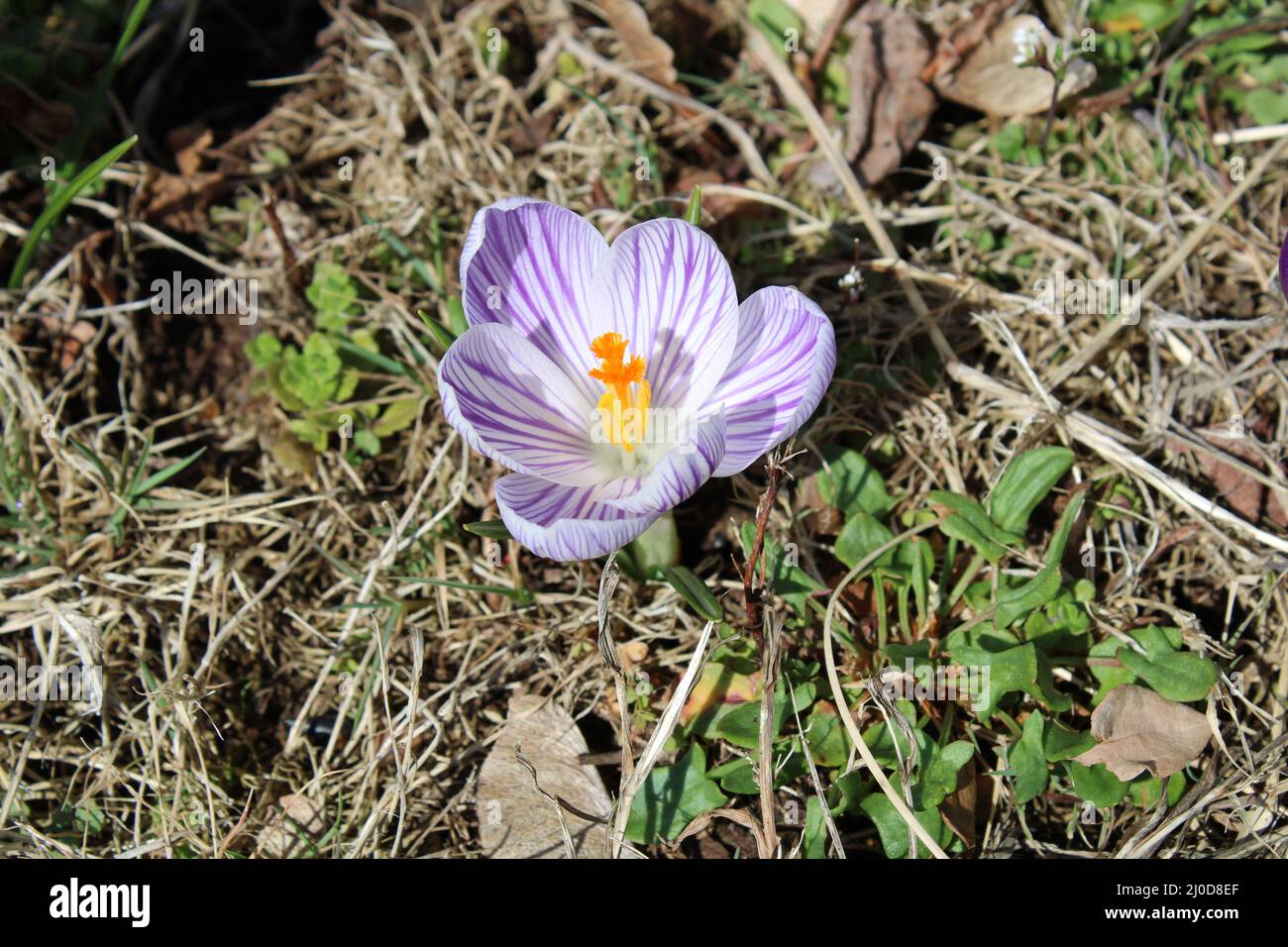 Purple striped ground hi-res stock photography and images - Alamy