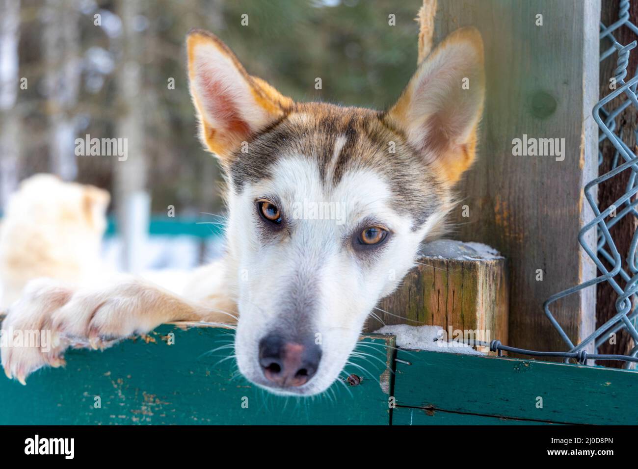 Dog Sledding, Chena Hot Springs Resort, Alaska Stock Photo - Alamy