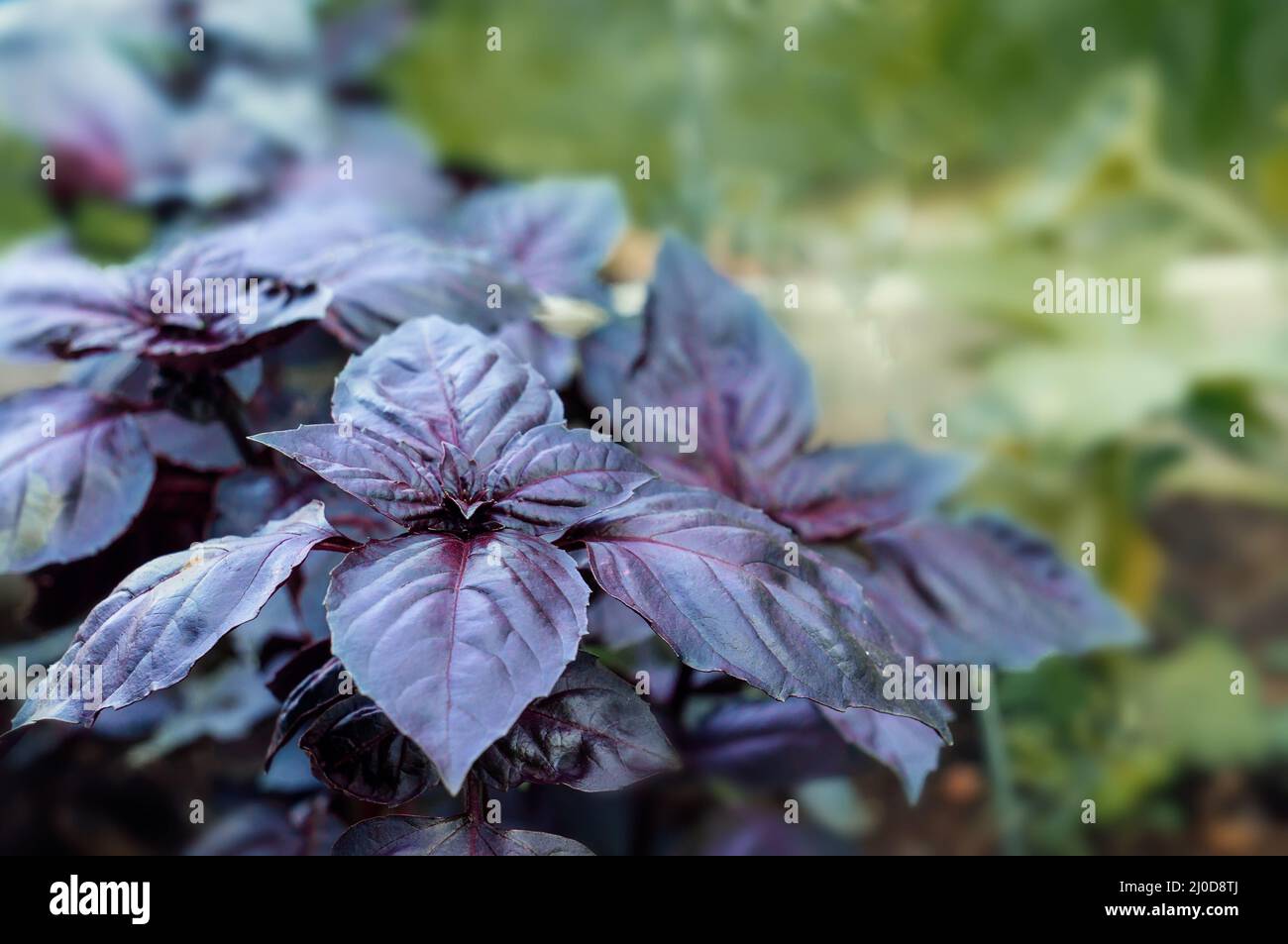 African blue basil hi-res stock photography and images - Alamy