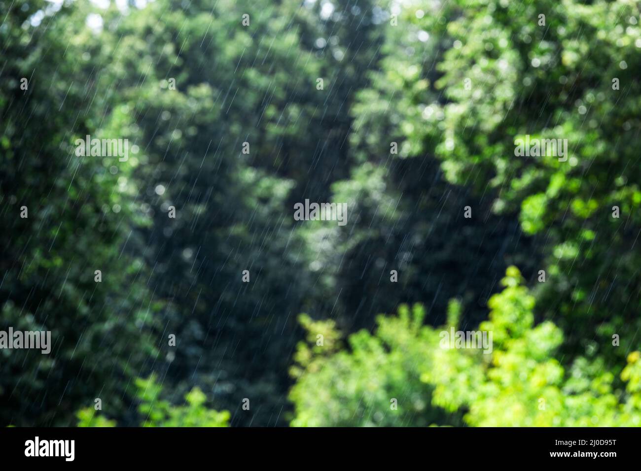 long and fast rain drops falling in green forest at sunny and windy ...