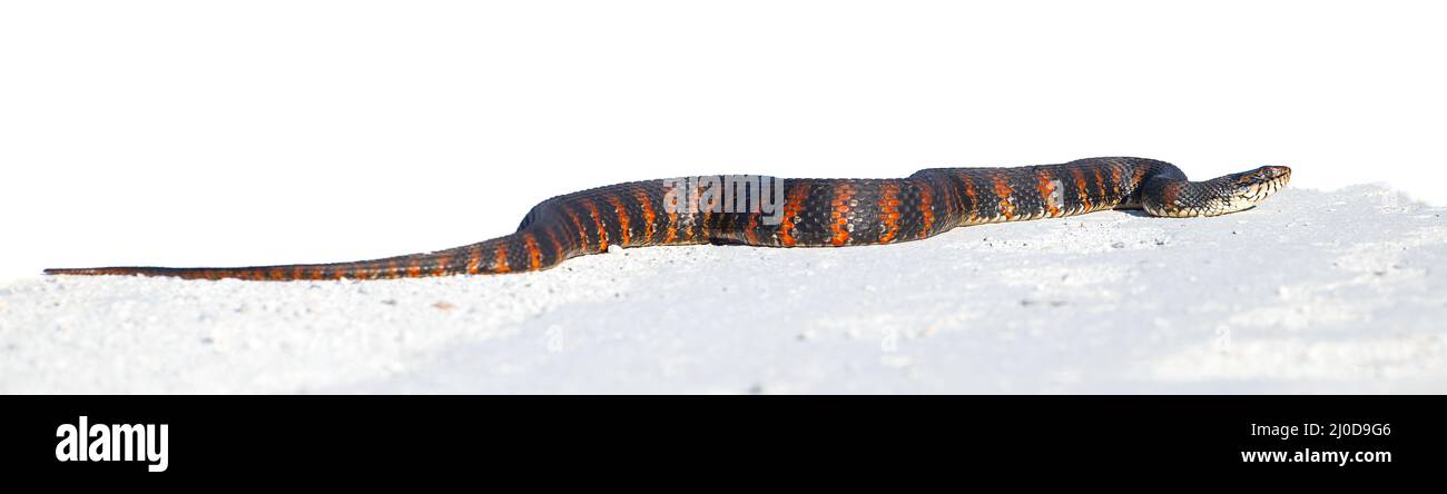 Banded Water Snake High Resolution Stock Photography and Images - Alamy