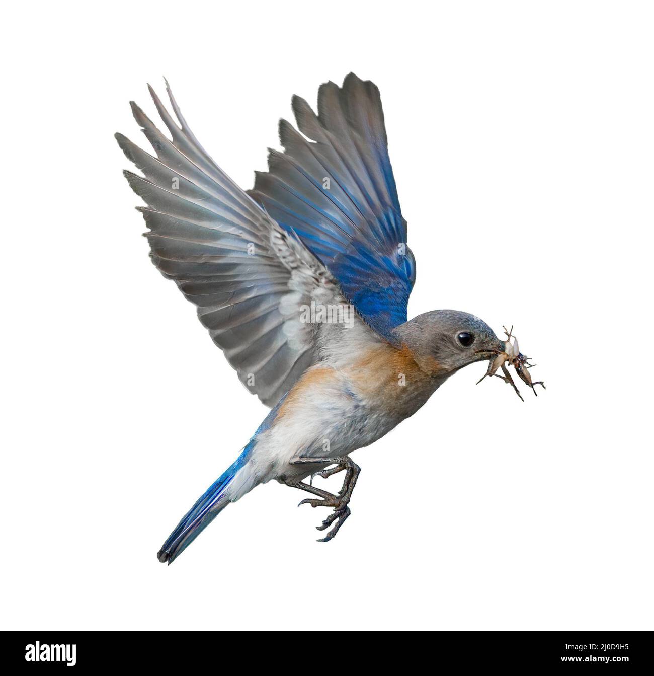 Female bluebird Cut Out Stock Images & Pictures - Alamy