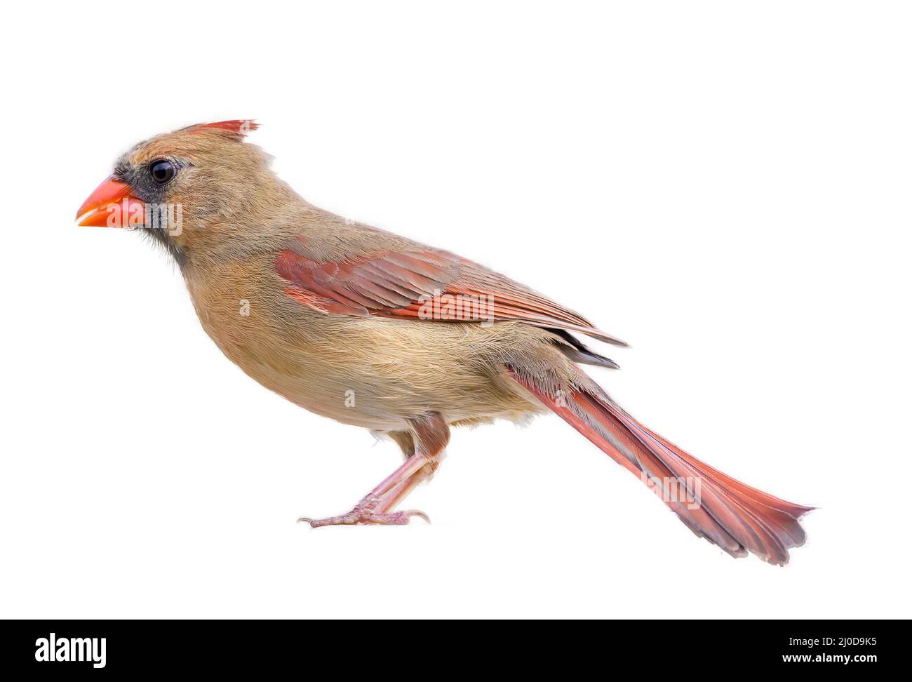 Female red cardinal Cut Out Stock Images & Pictures - Alamy