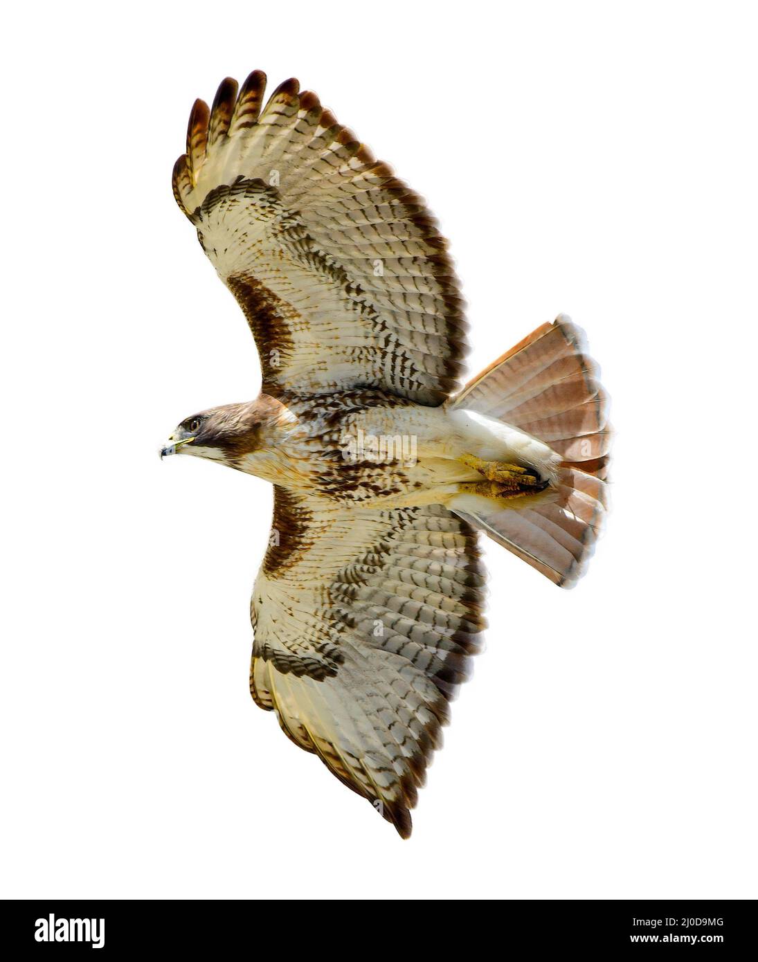 Red tailed hawk with wings spread Cut Out Stock Images & Pictures - Alamy