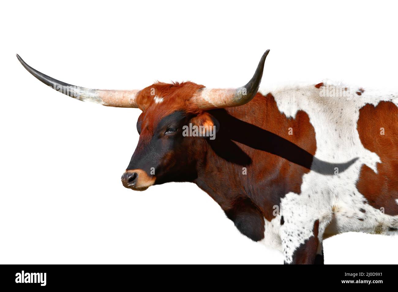 Long horned texas longhorn hi-res stock photography and images - Alamy