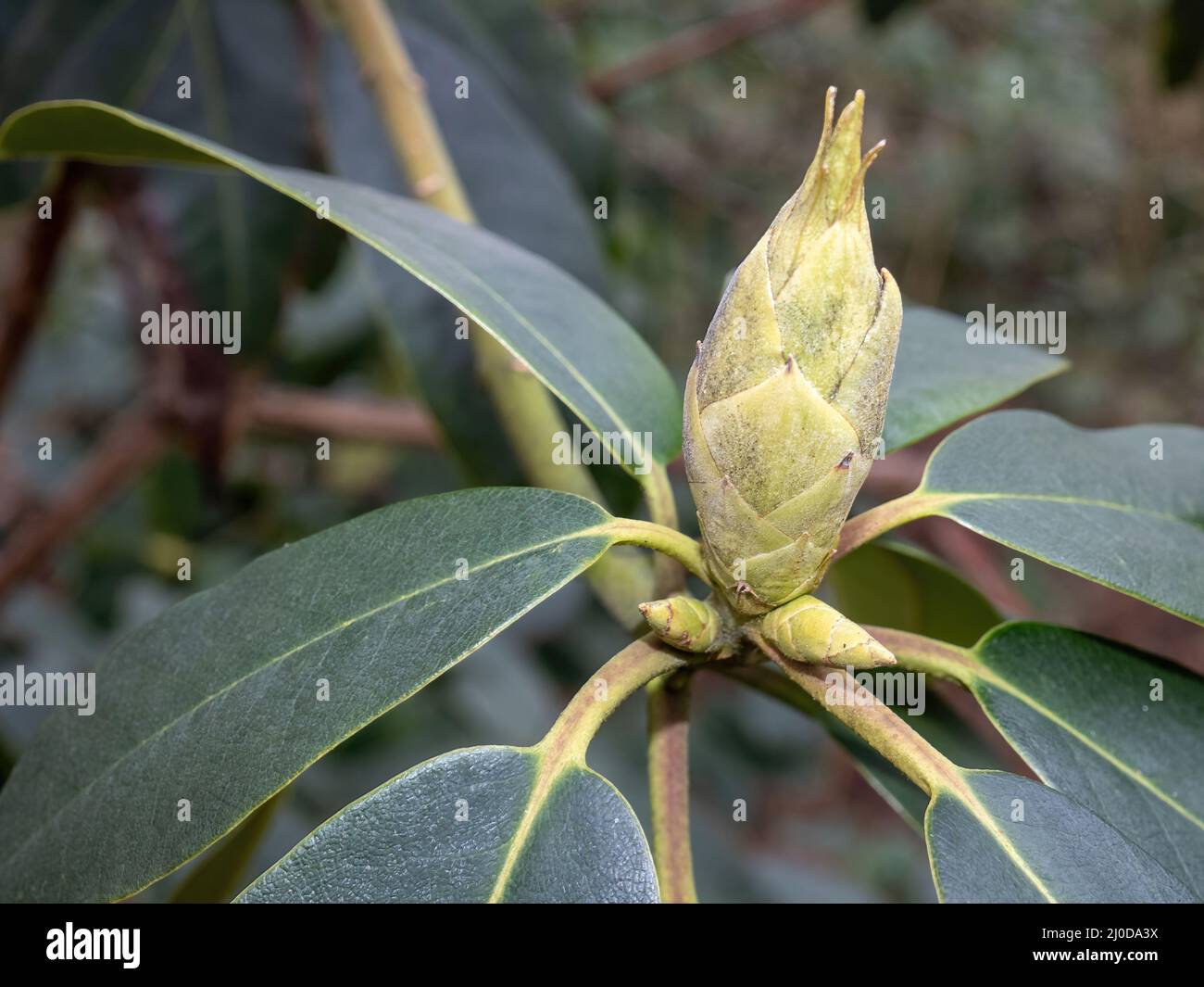 Closeup of a Rhododendron flower bud Stock Photo - Alamy